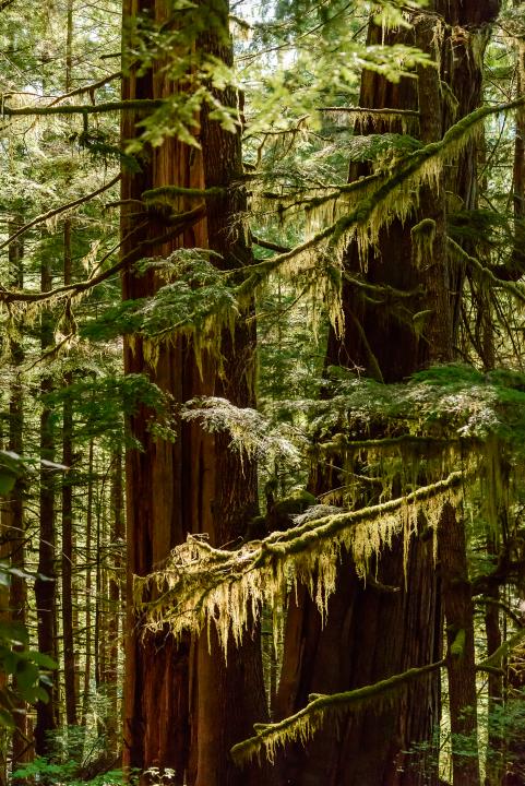 Avatar Grove Cedars | Shutterbug